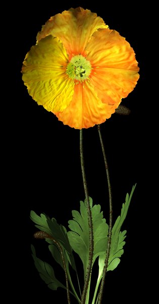 modelo 3d Islandia Poppy.max - TurboSquid 155837