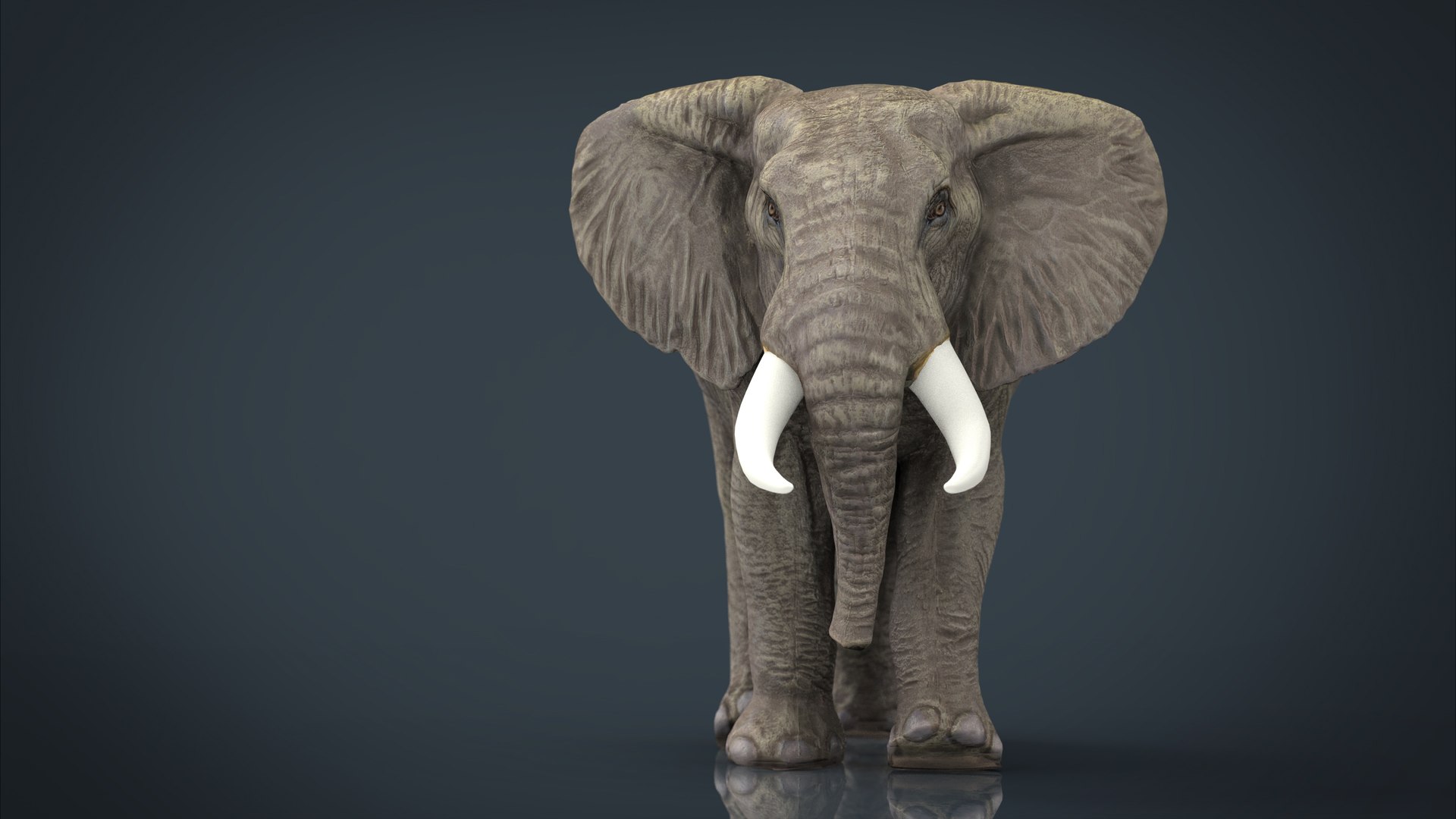 African Elephant Obj