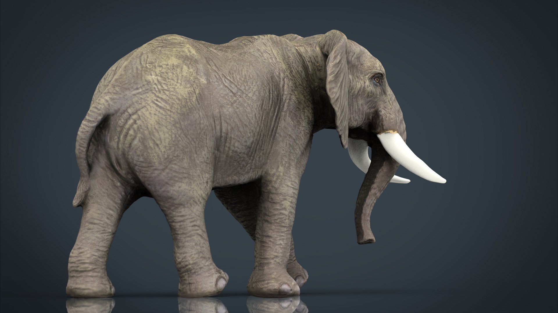 African Elephant Obj