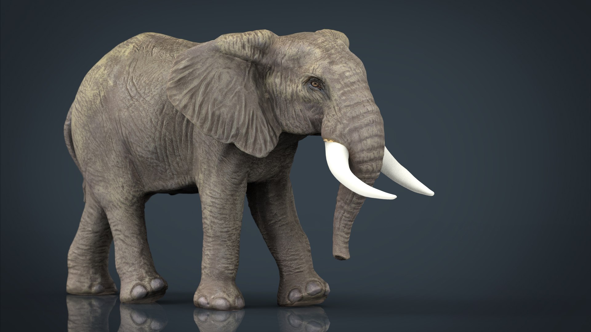 African Elephant Obj