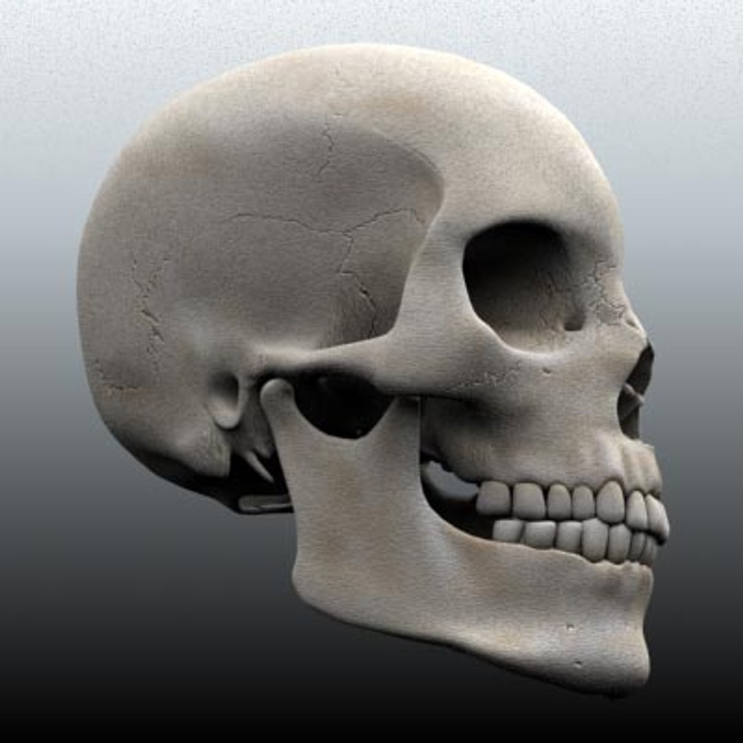 Human Skull 3d Model