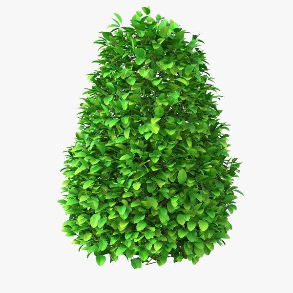 Bush 3D Models for Download | TurboSquid
