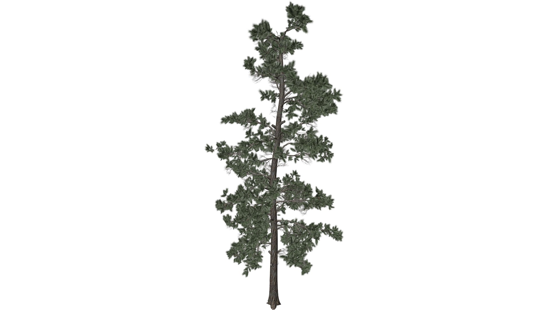Eastern White Pine - 01 - 3D Model - TurboSquid 2373450