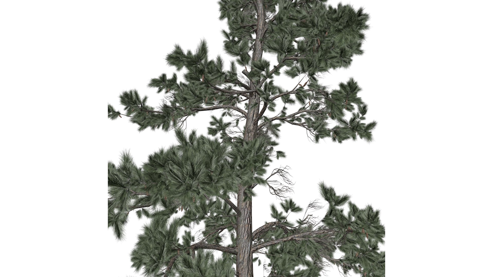 Eastern White Pine - 01 - 3D Model - TurboSquid 2373450