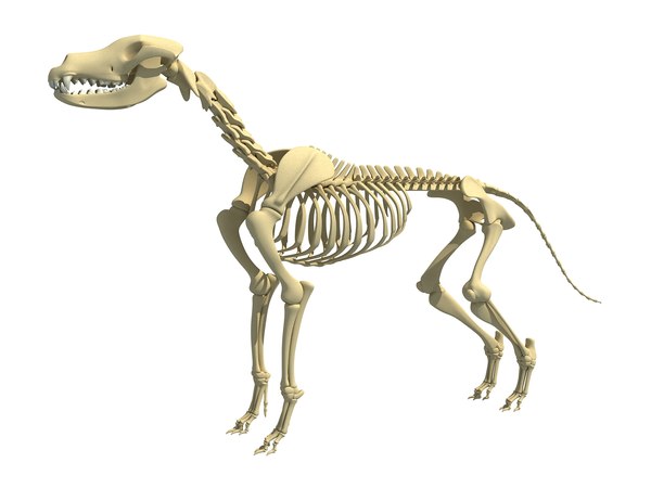 Bison skeleton model - TurboSquid 1246899