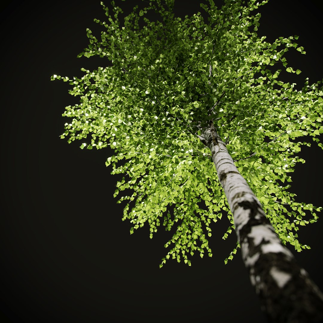 Birch V03 11-12m Model - TurboSquid 1792536