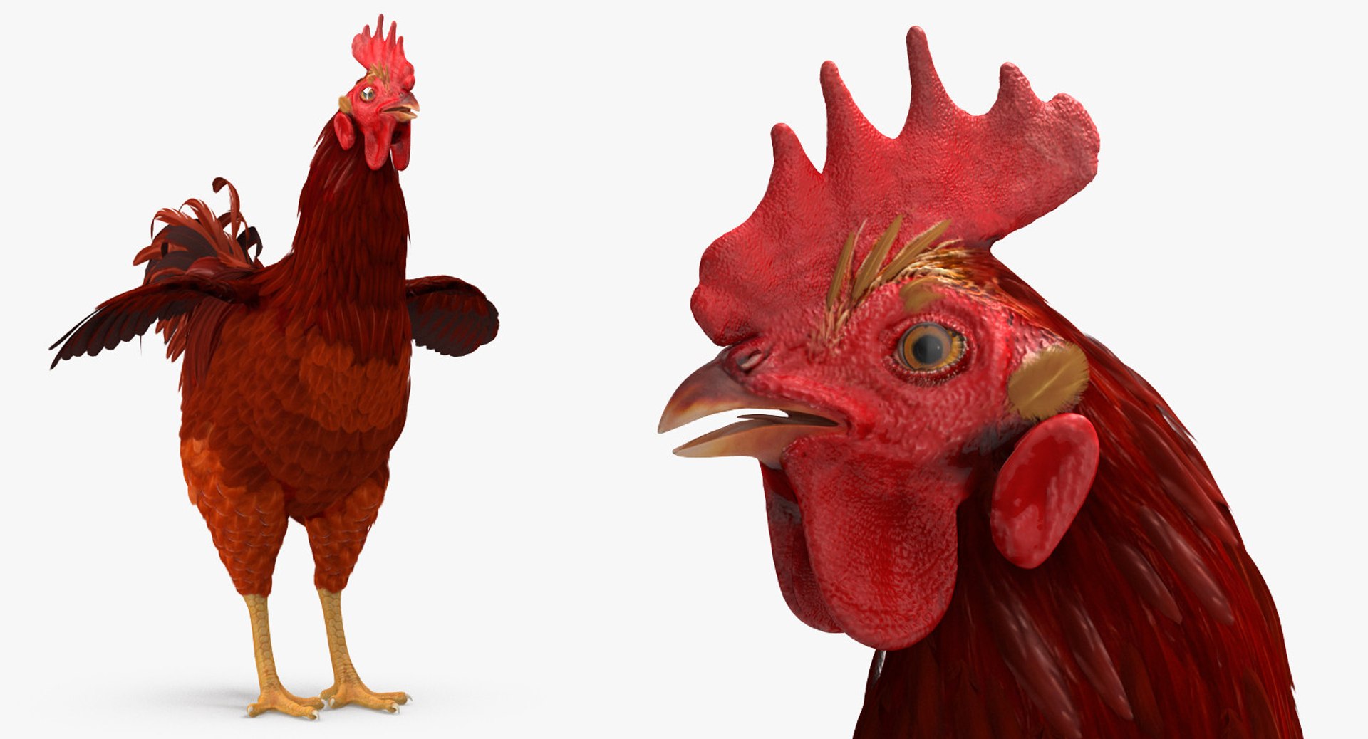 Rooster chickens 3D model - TurboSquid 1201830