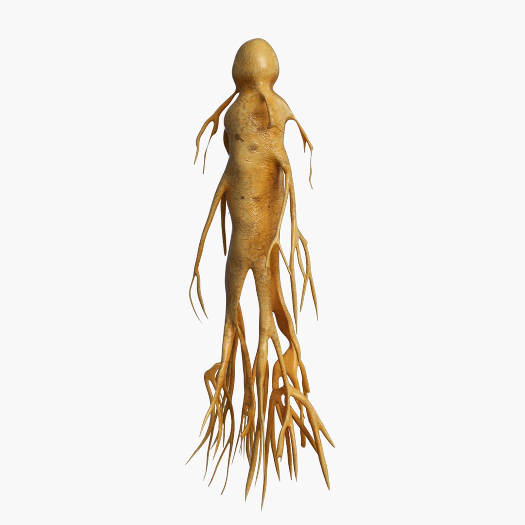 GINSENG 3D - TurboSquid 1781775
