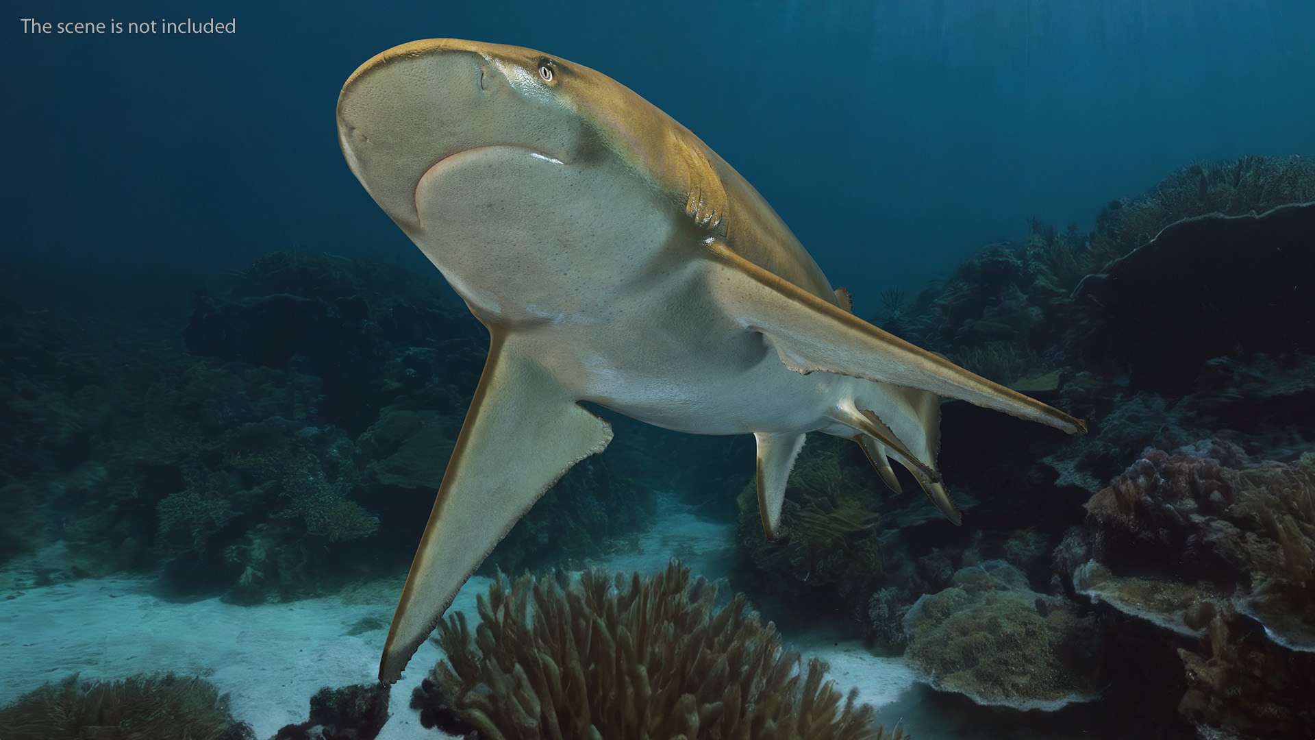 Sharptooth Lemon Shark 3D Model - TurboSquid 2248511