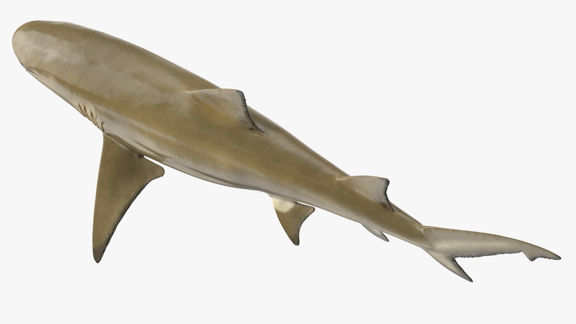 Sharptooth Lemon Shark 3D Model - TurboSquid 2248511