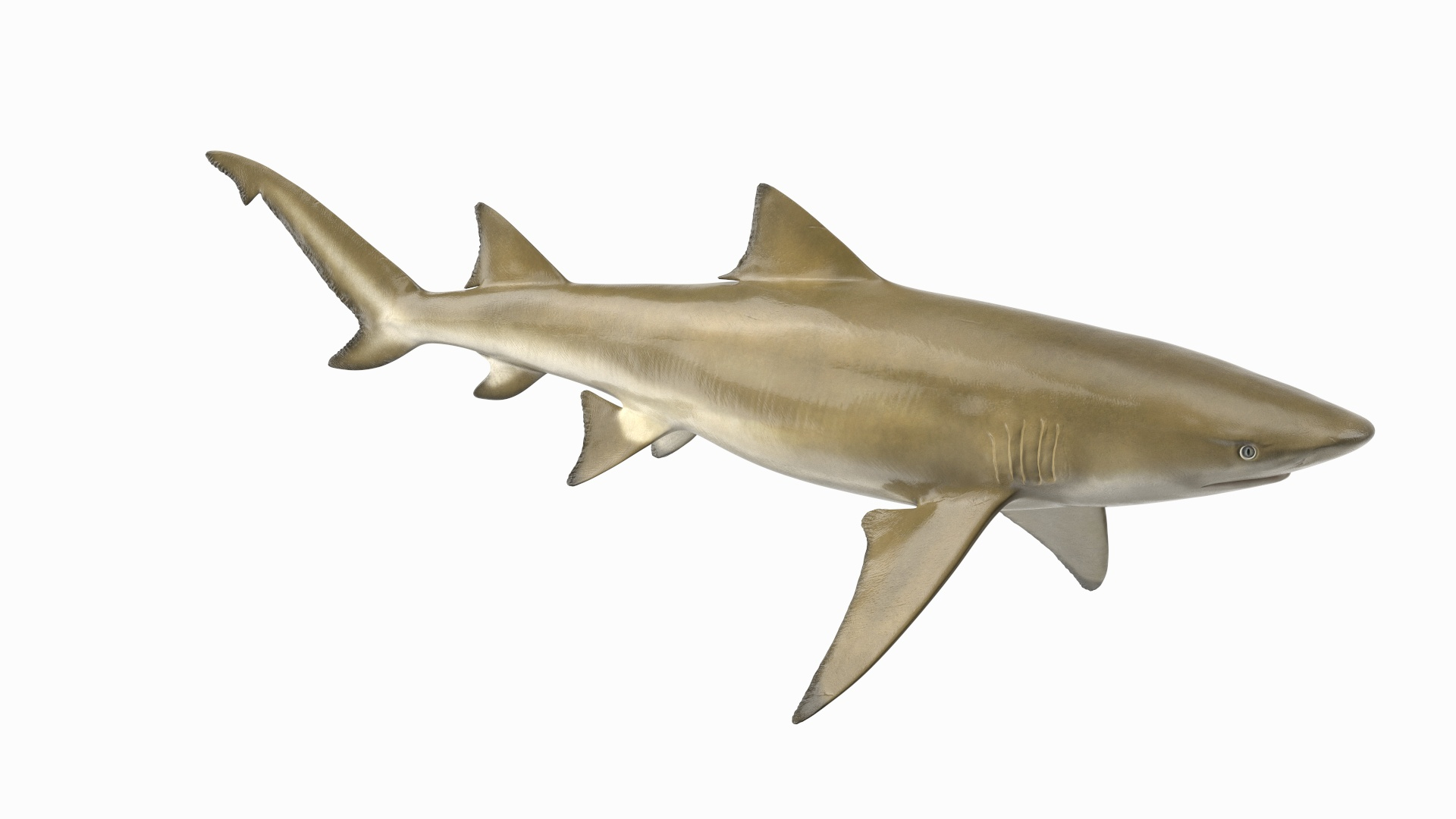 Sharptooth Lemon Shark 3D Model - TurboSquid 2248511