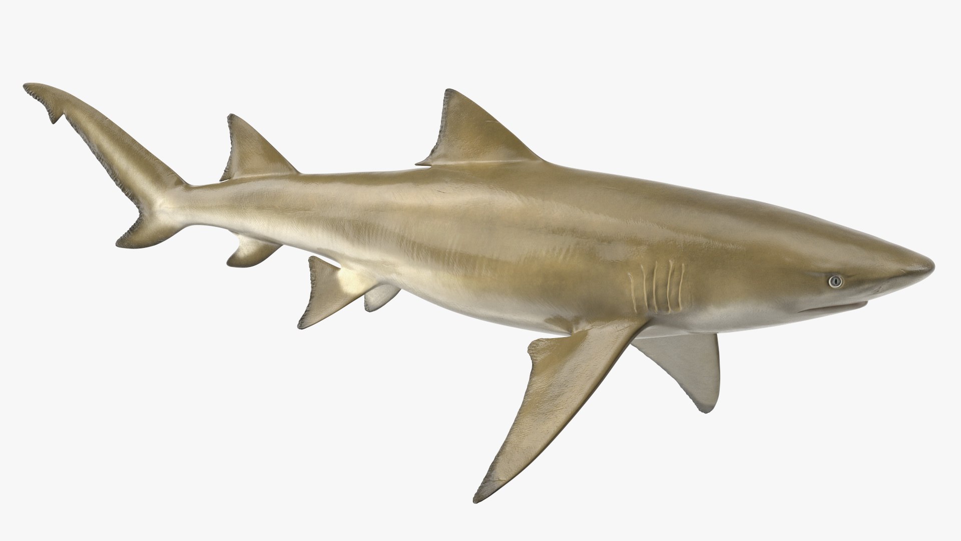 Sharptooth Lemon Shark 3D Model - TurboSquid 2248511