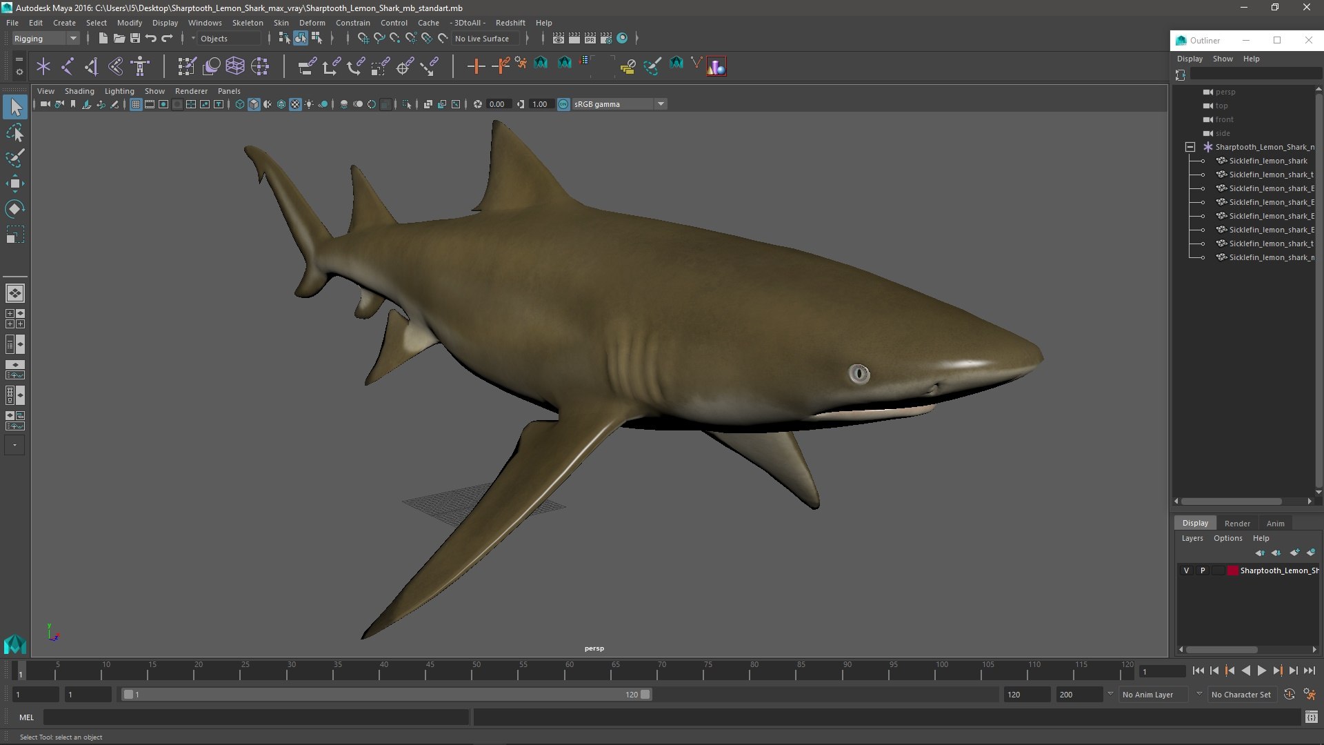 Sharptooth Lemon Shark 3D Model - TurboSquid 2248511