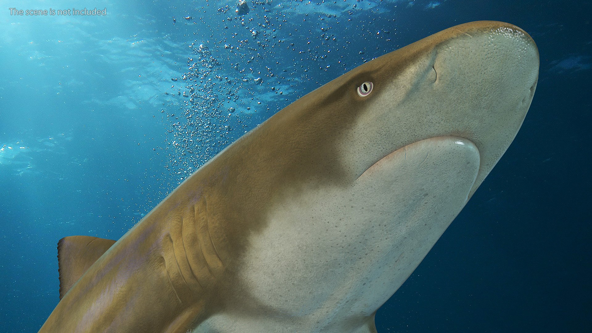 Sharptooth Lemon Shark 3D Model - TurboSquid 2248511