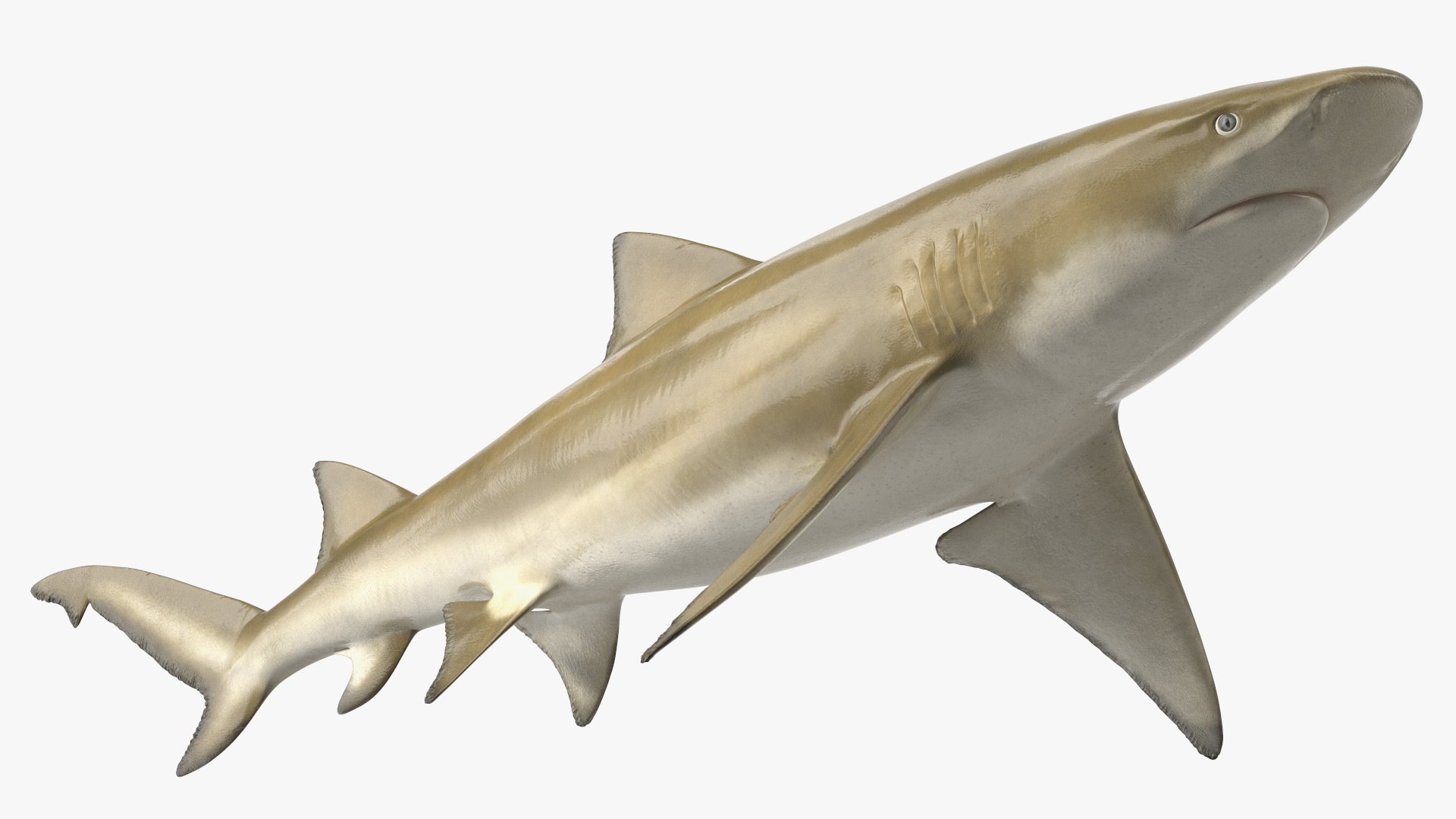 Sharptooth Lemon Shark 3D Model - TurboSquid 2248511