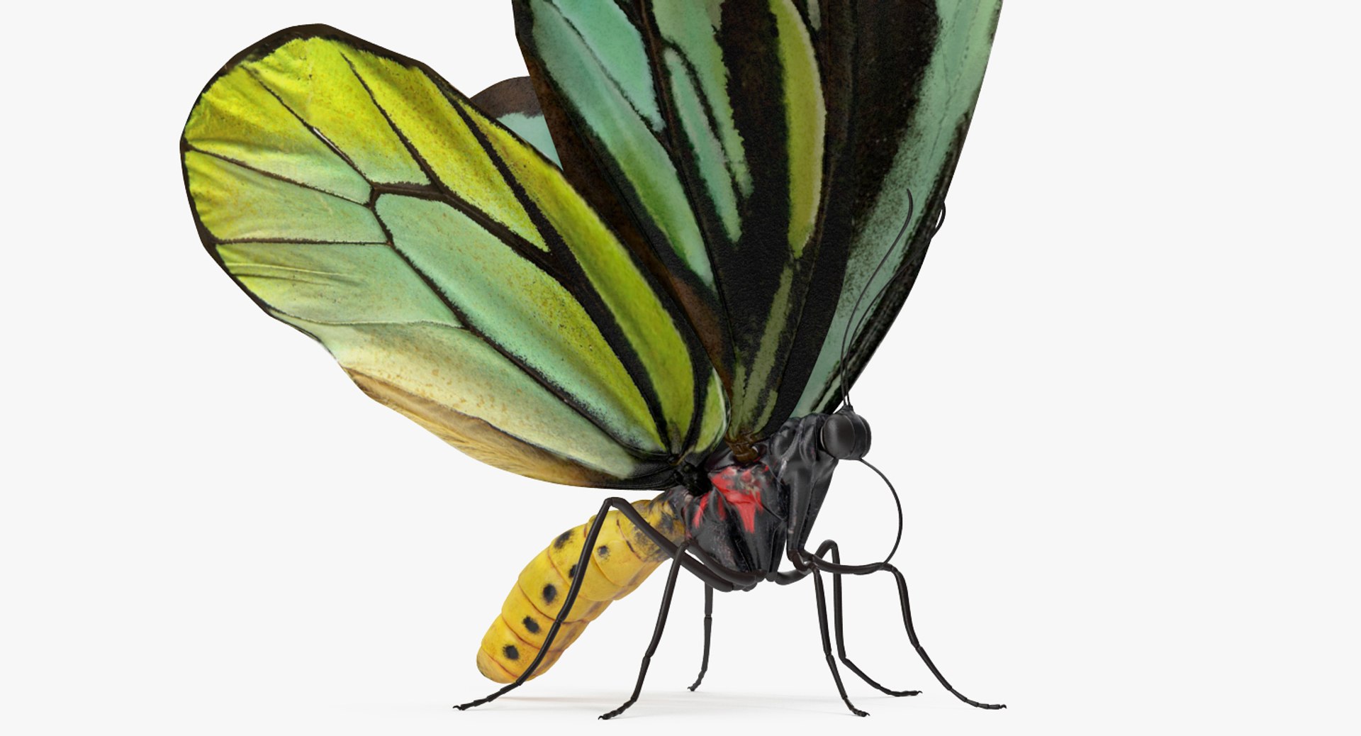 Queen Alexandras Birdwing Butterfly 3D - TurboSquid 1165905