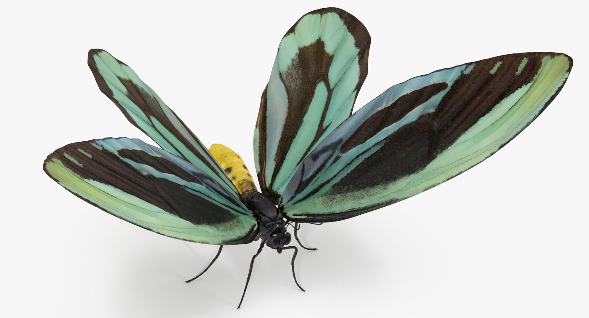 Queen Alexandras Birdwing Butterfly 3D - TurboSquid 1165905