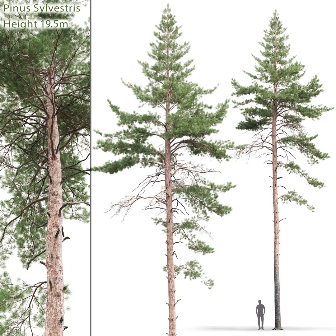 3D Model Pack Realistic Pines - TurboSquid 1375786