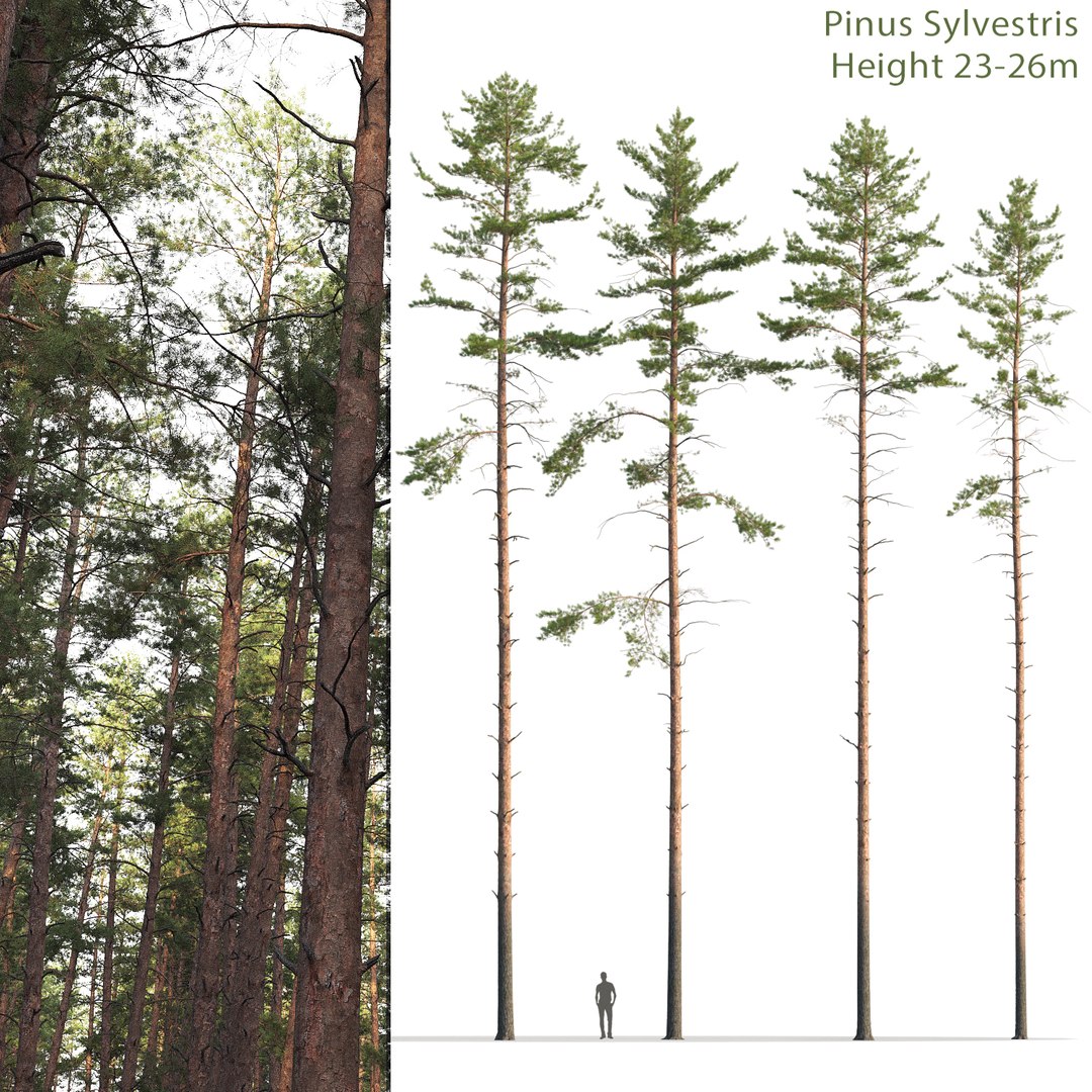 3D Model Pack Realistic Pines - TurboSquid 1375786