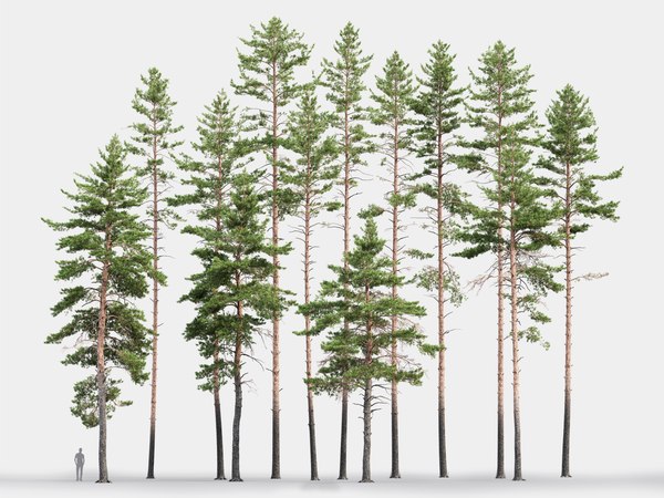 Evergreen Tree 3D Models for Download | TurboSquid