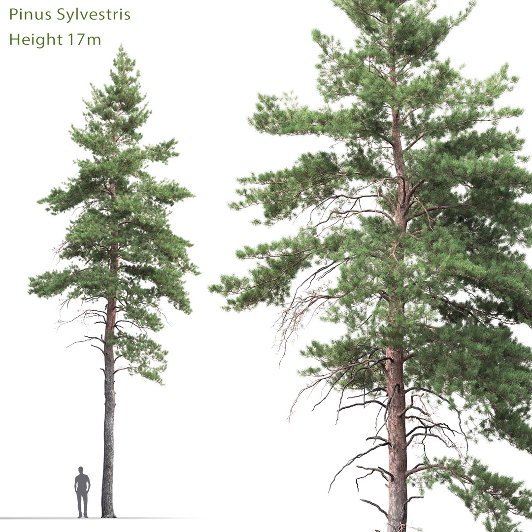 3D Model Pack Realistic Pines - TurboSquid 1375786