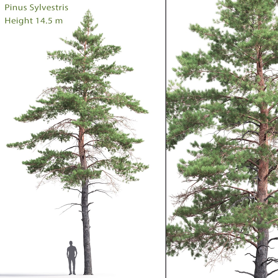 3D Model Pack Realistic Pines - TurboSquid 1375786