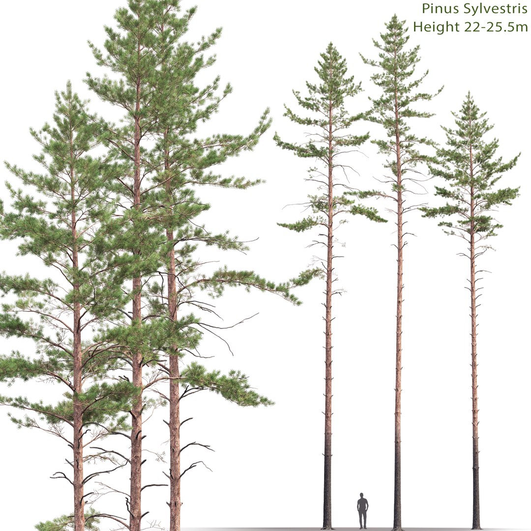 3D Model Pack Realistic Pines - TurboSquid 1375786