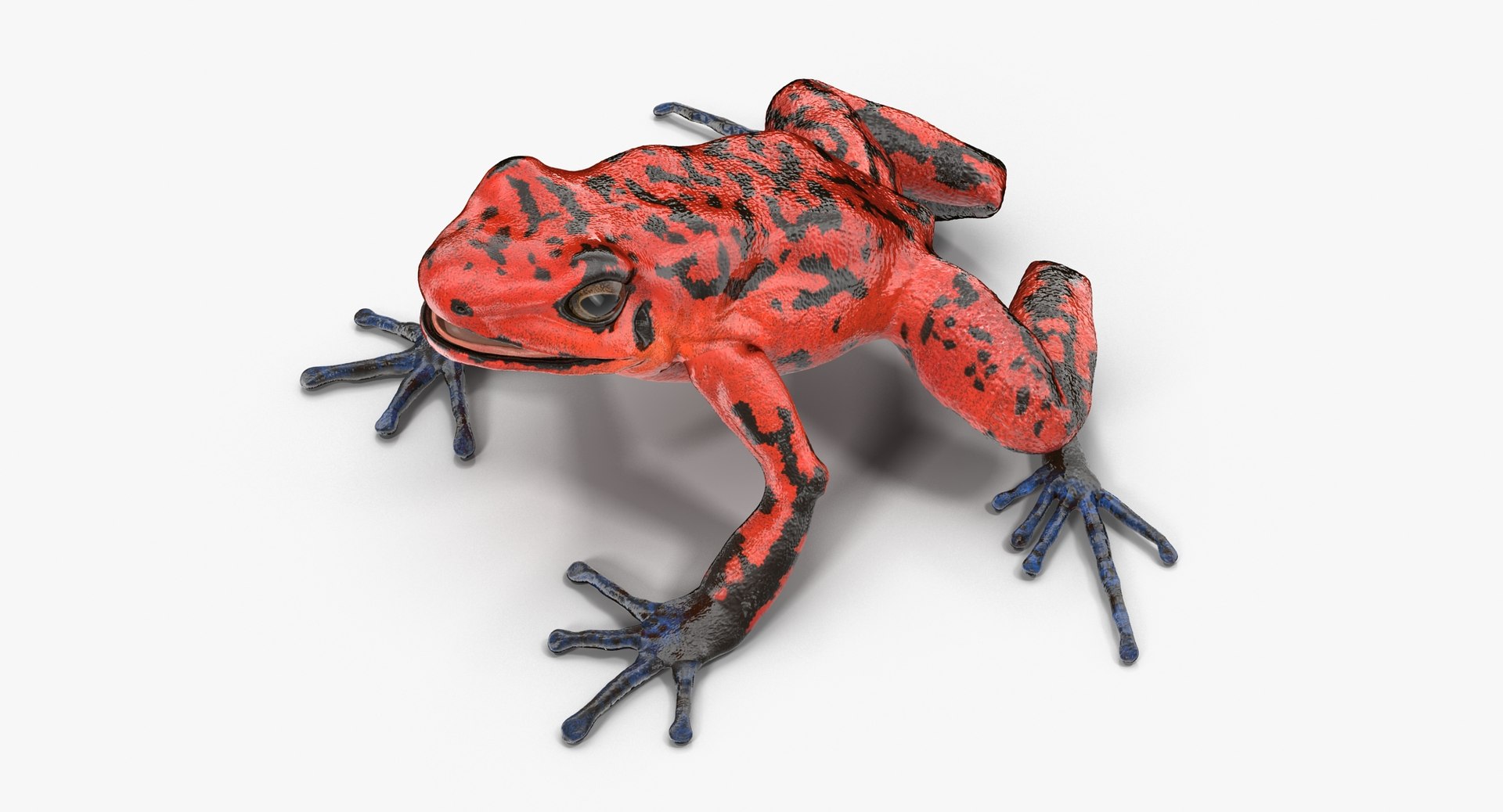 3d Model Poison Dart Frog Red