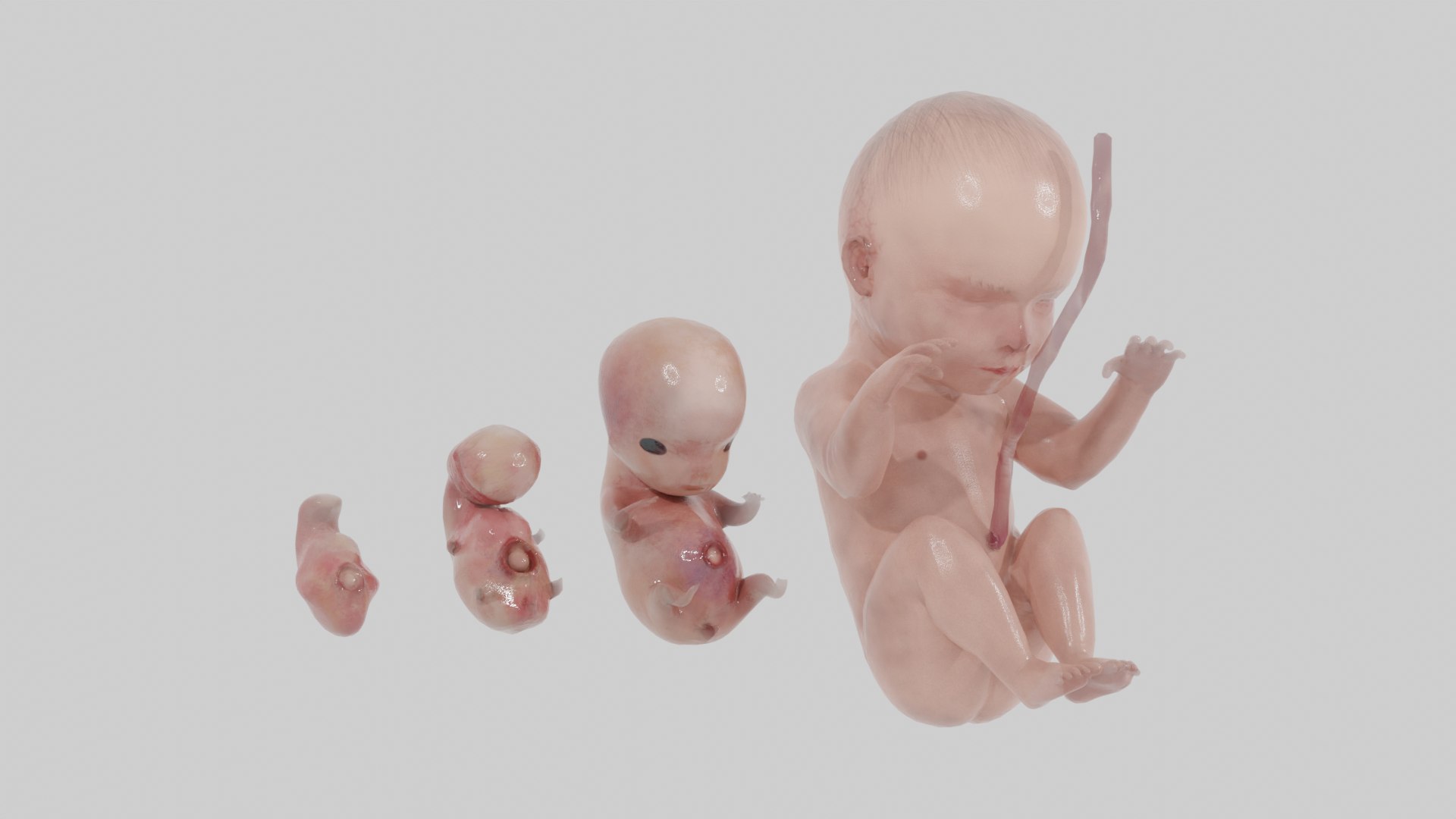 Human Fetus - Fetal Developmental Stages Model - TurboSquid 1844080