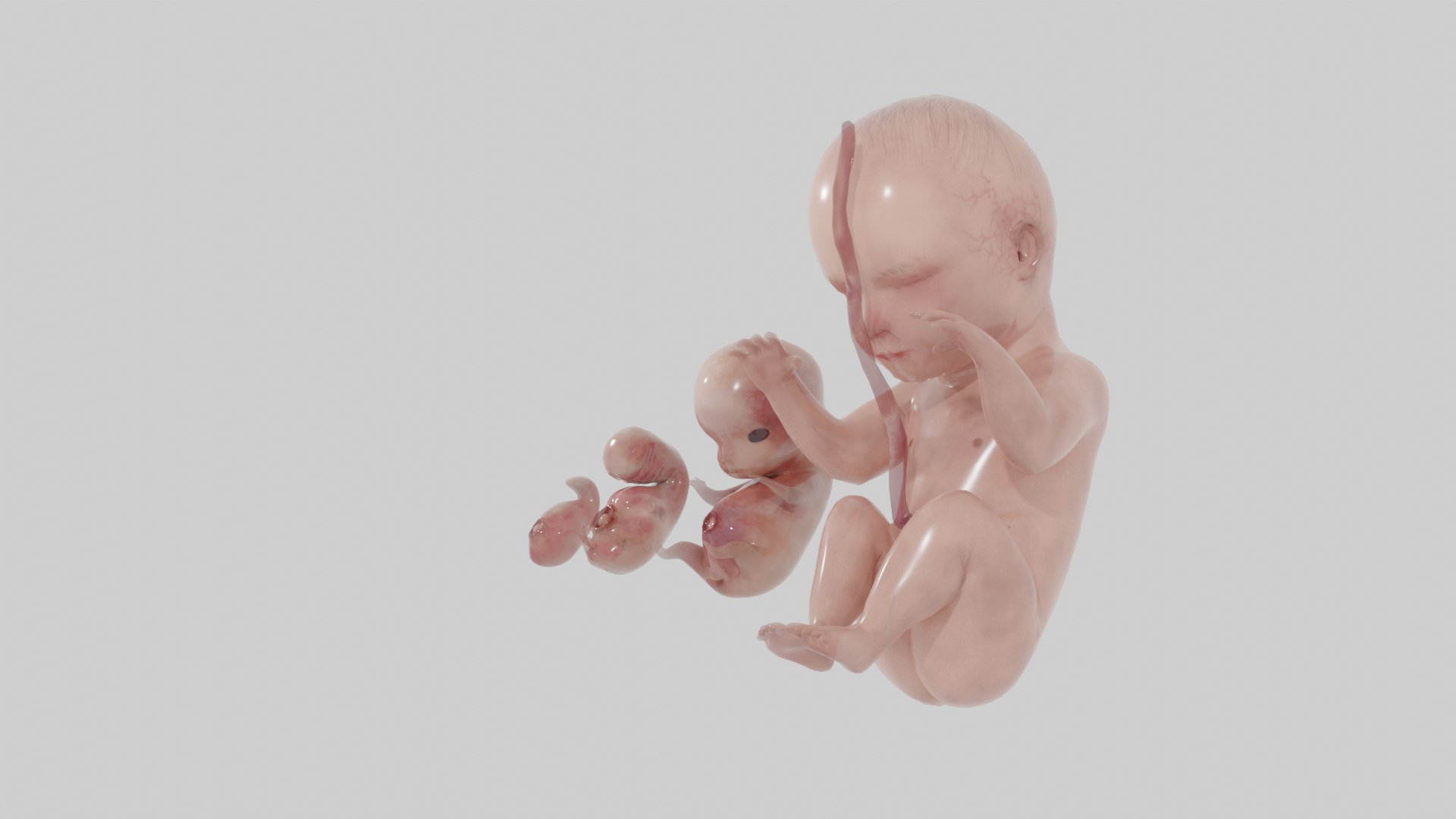 Human Fetus - Fetal Developmental Stages Model - TurboSquid 1844080