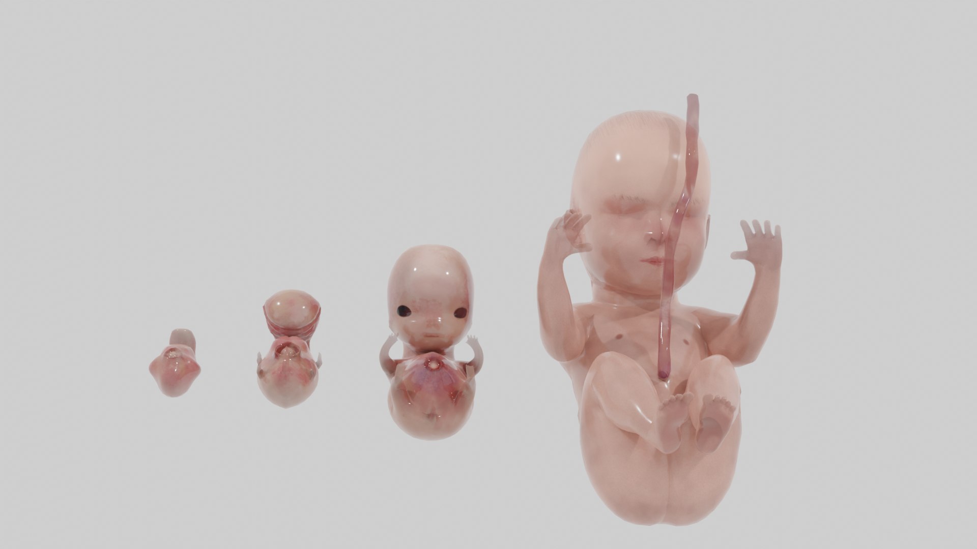 Human Fetus - Fetal Developmental Stages Model - TurboSquid 1844080
