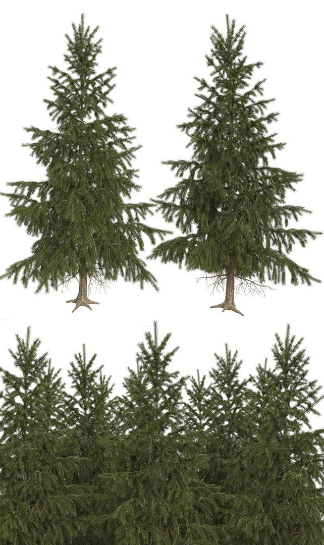 3D Fir Tree - TurboSquid 1349654