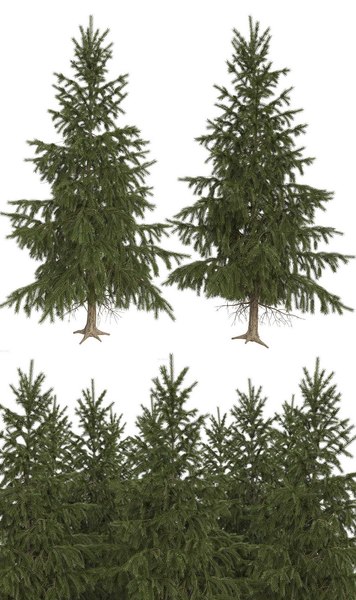 3D fir tree - TurboSquid 1349654