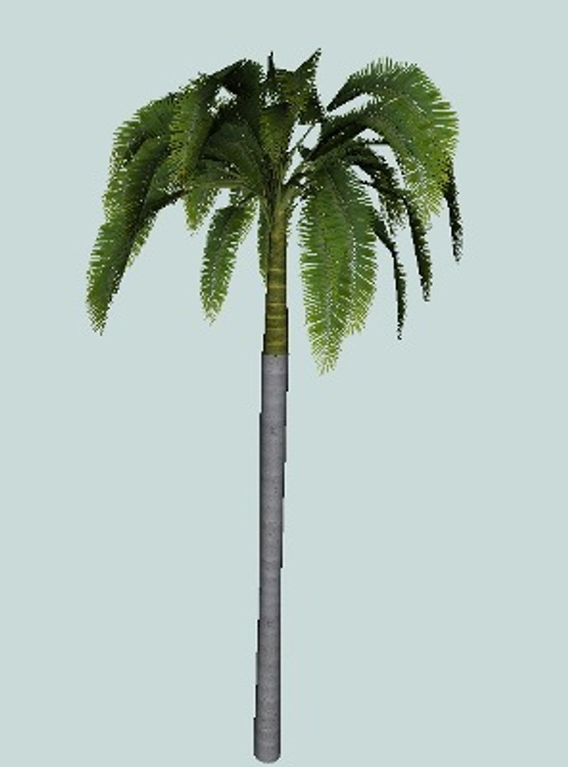 palm tree 3d obj