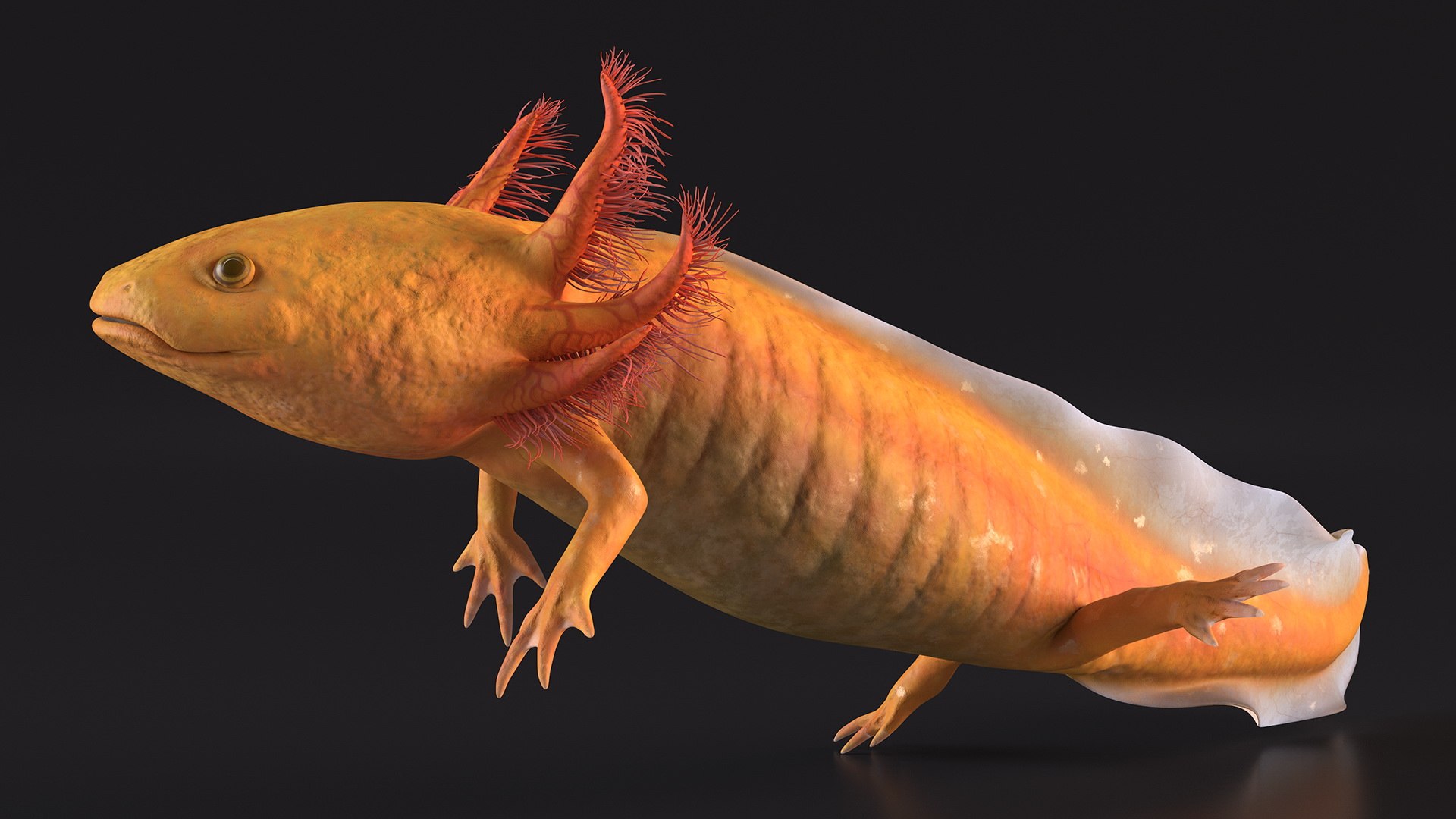 3D Model Gold Albino Axolotl Rigged For Cinema 4D - TurboSquid 2248080