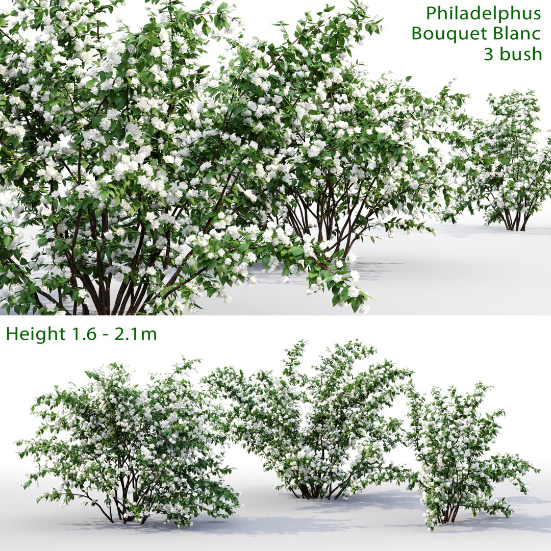 3D Flowering Bushes - TurboSquid 1522673