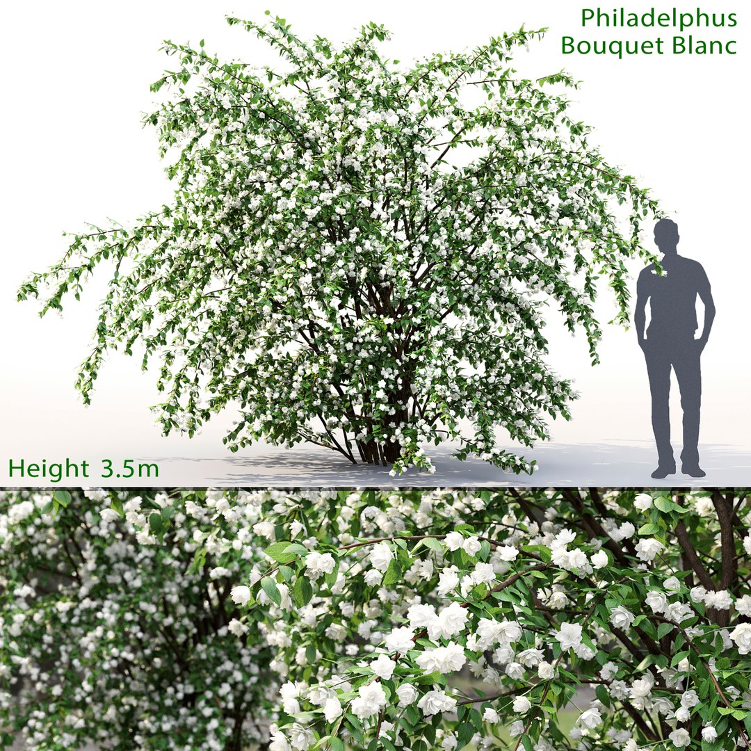 3D Flowering Bushes - TurboSquid 1522673