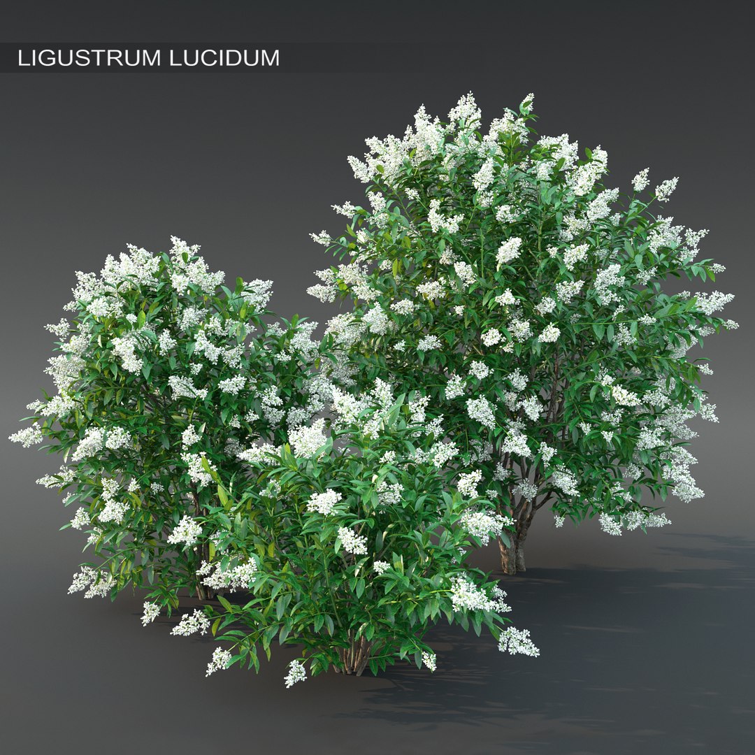 3D Flowering Bushes - TurboSquid 1522673