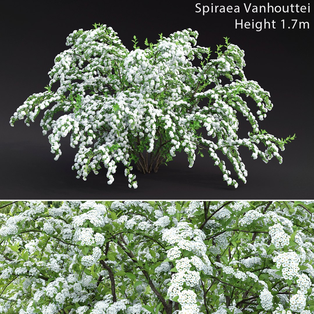 3D flowering bushes - TurboSquid 1522673