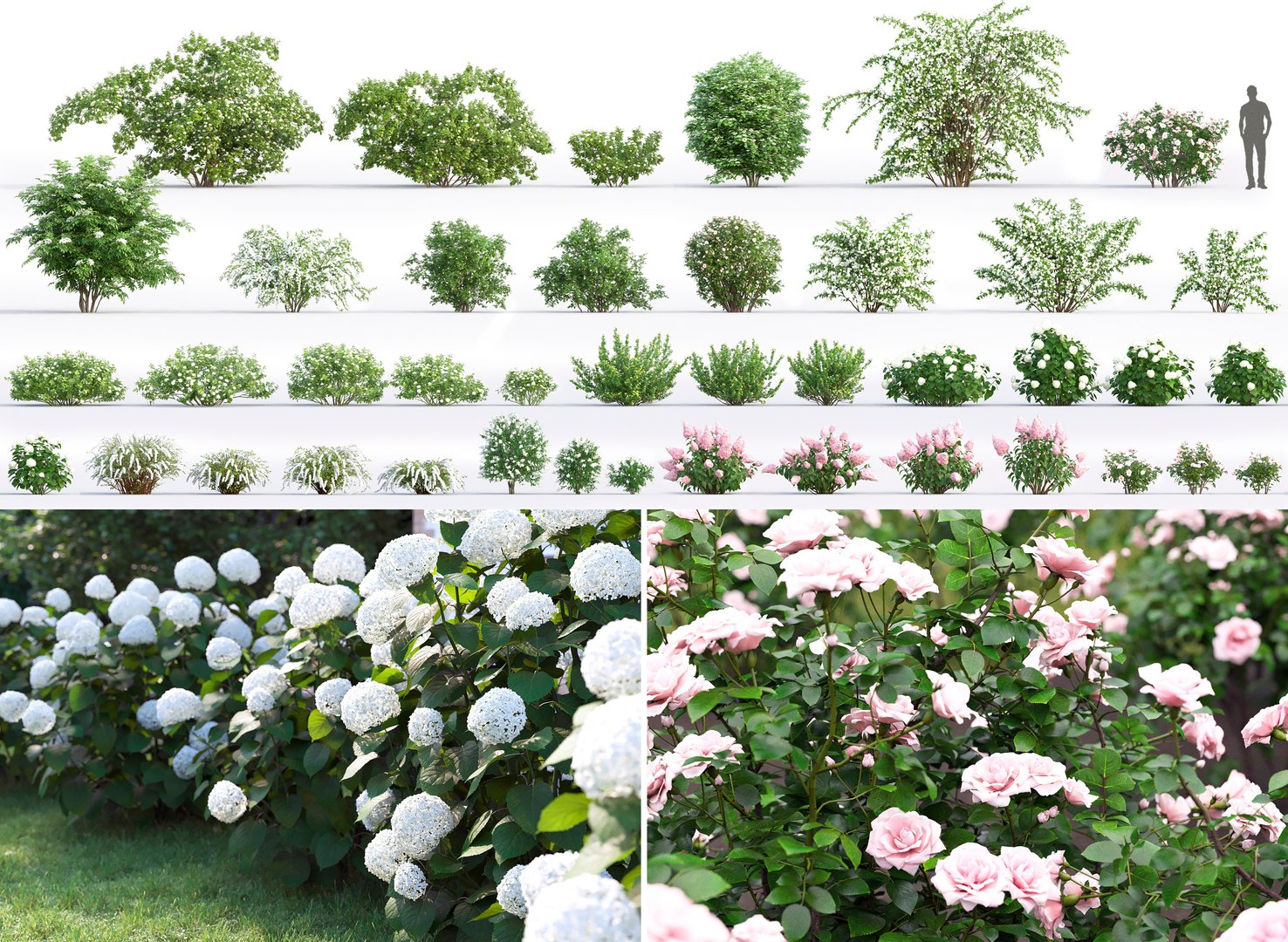 3D flowering bushes - TurboSquid 1522673