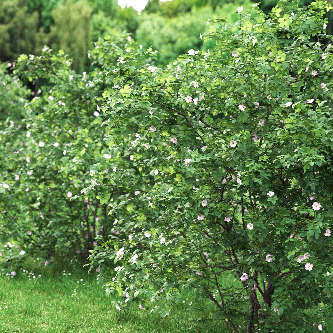3D Flowering Bushes - TurboSquid 1522673
