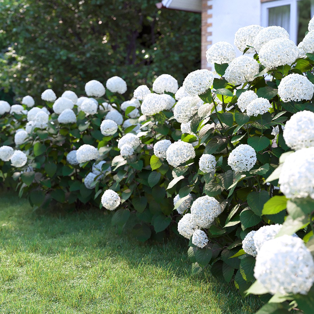 3D Flowering Bushes - TurboSquid 1522673