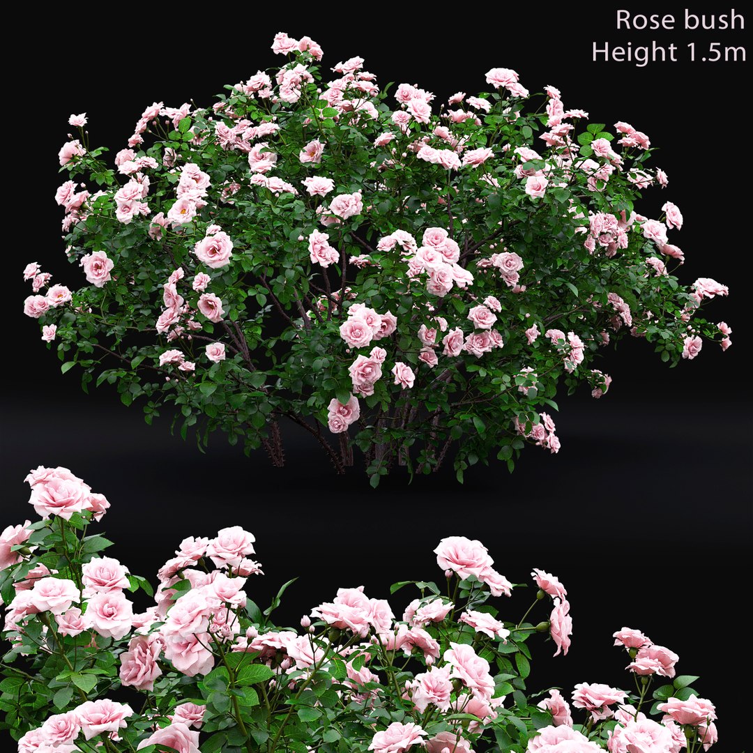 3D Flowering Bushes - TurboSquid 1522673