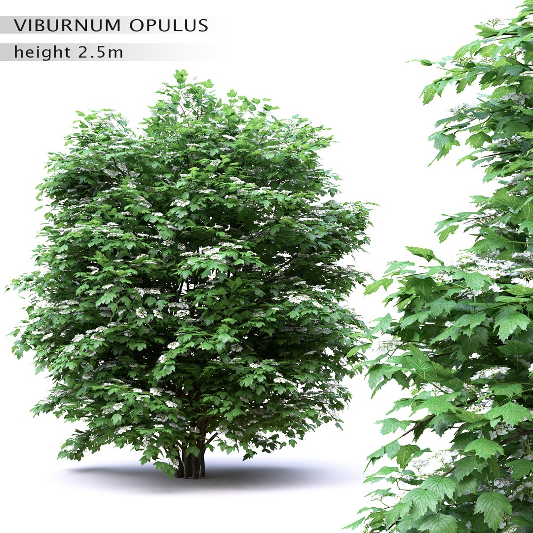 3D Flowering Bushes - TurboSquid 1522673
