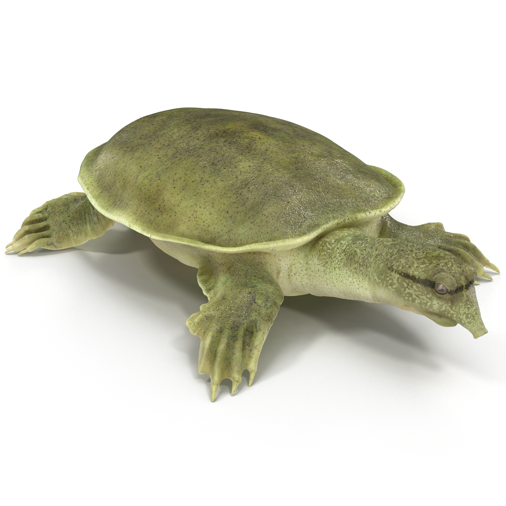max rigged turtles 3 modeled