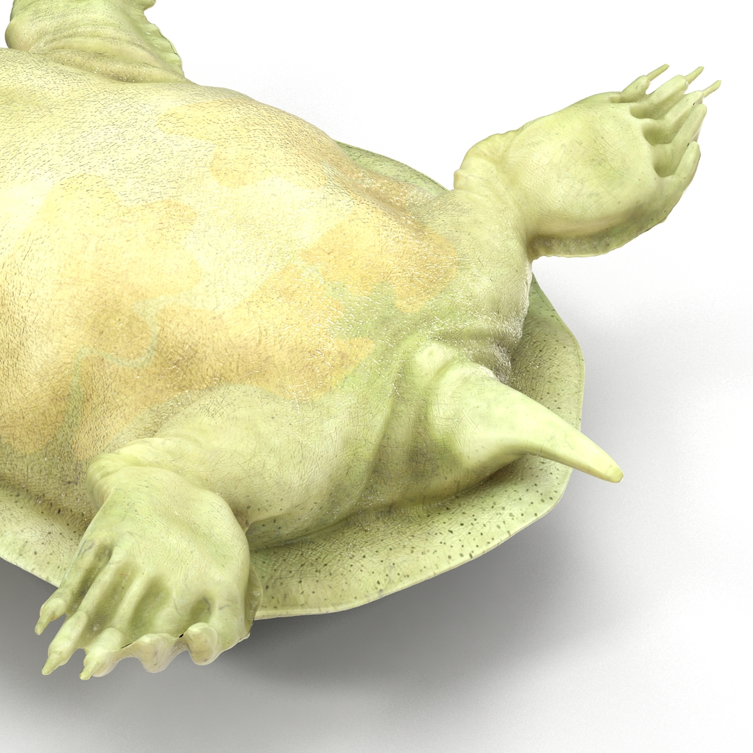 max rigged turtles 3 modeled