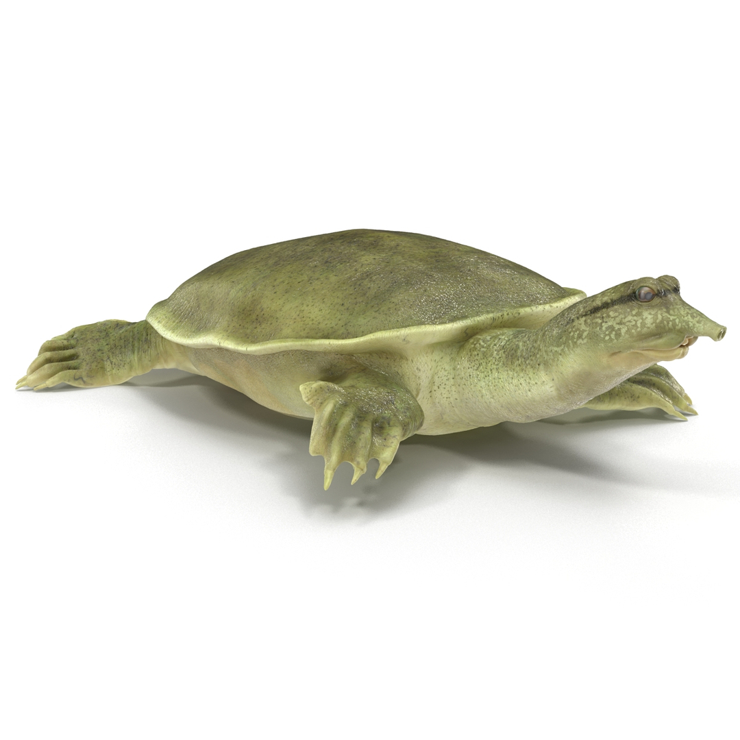 max rigged turtles 3 modeled