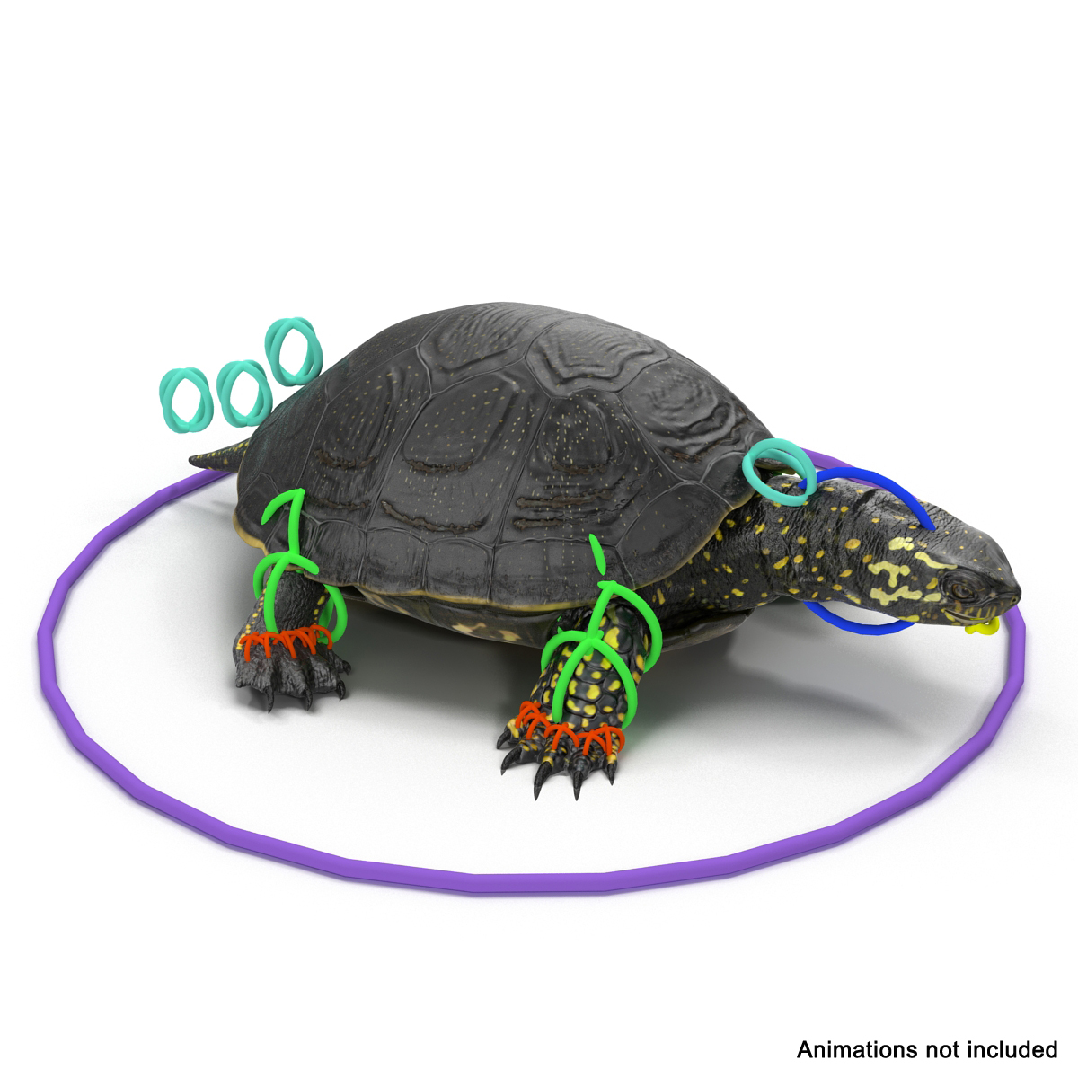 max rigged turtles 3 modeled