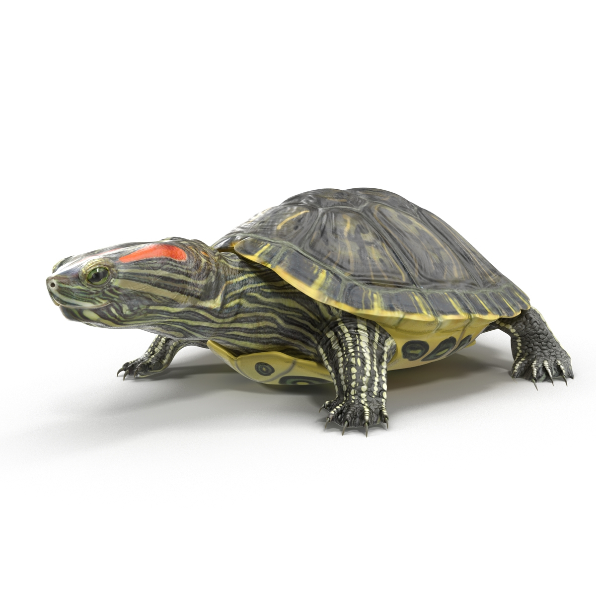 max rigged turtles 3 modeled