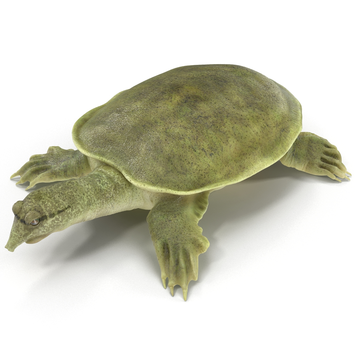 max rigged turtles 3 modeled